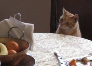 The Legend of Toonces The Cat – Our Modern Family